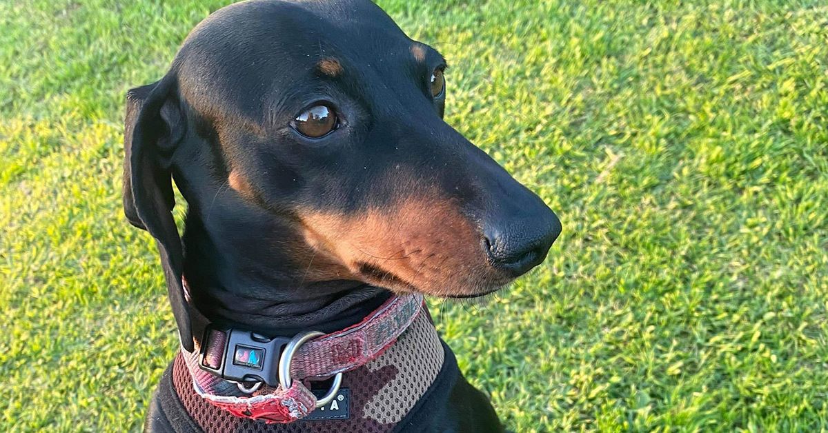 Dog parent challenges: Nine in 10 pet owners say they 'regret' this one ...