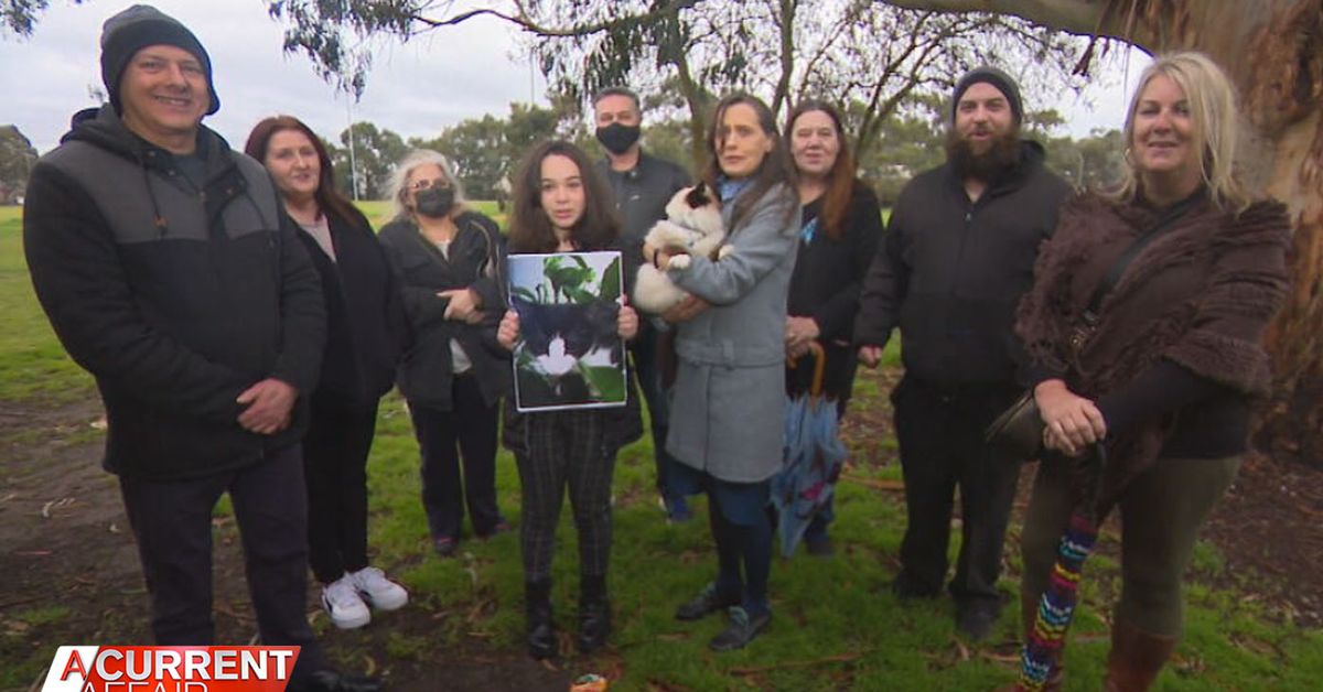 Pet owners petition against Knox City Council's planned 24 hour cat curfew