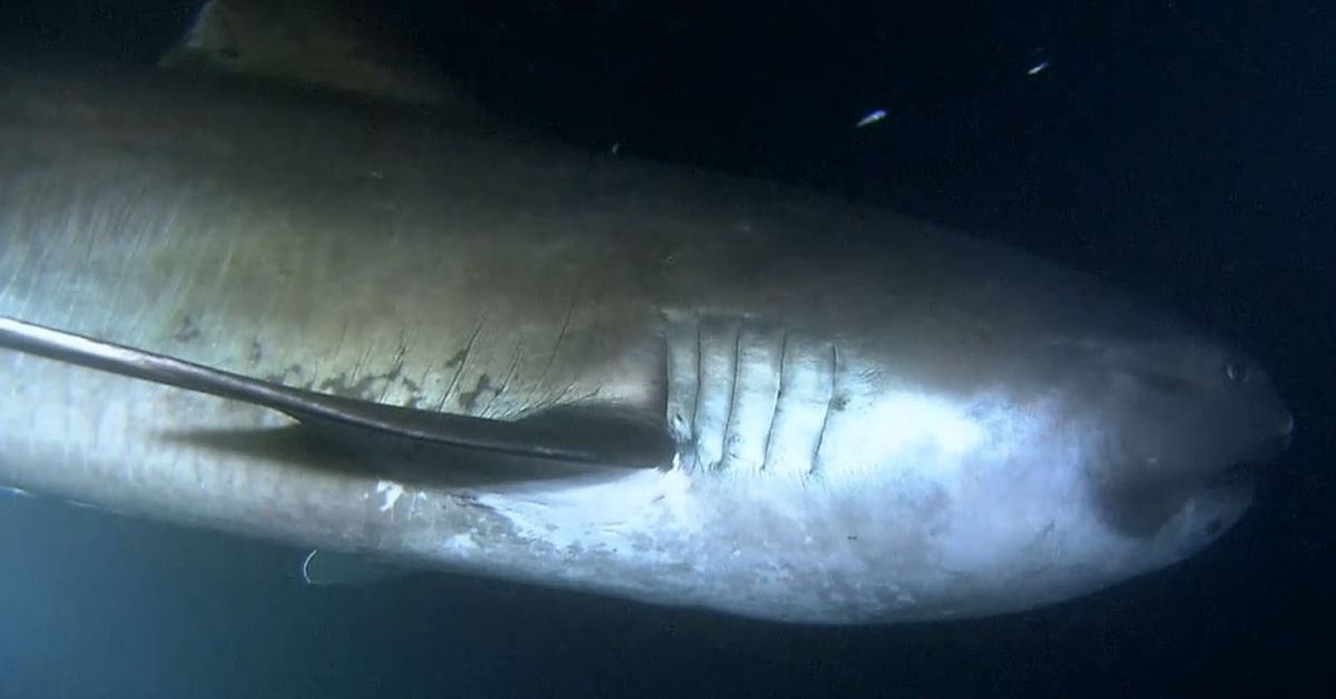Alien Sharks: Documentary sees scientists track down rare megamouth ...
