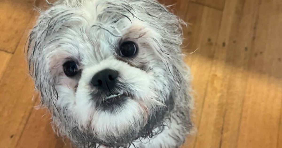 A Current Affair: Family's anguish as neighbour allegedly caught on ...