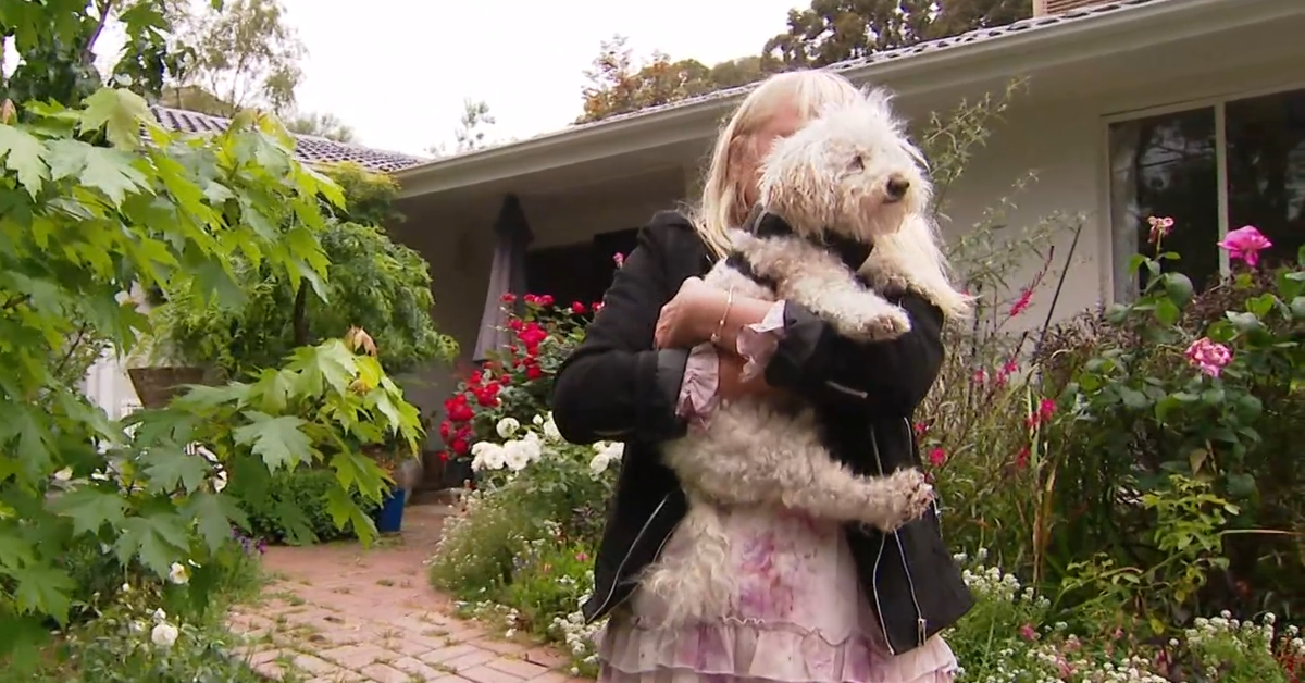 Brave poodle fighting for life after protecting owner from brutal dog ...