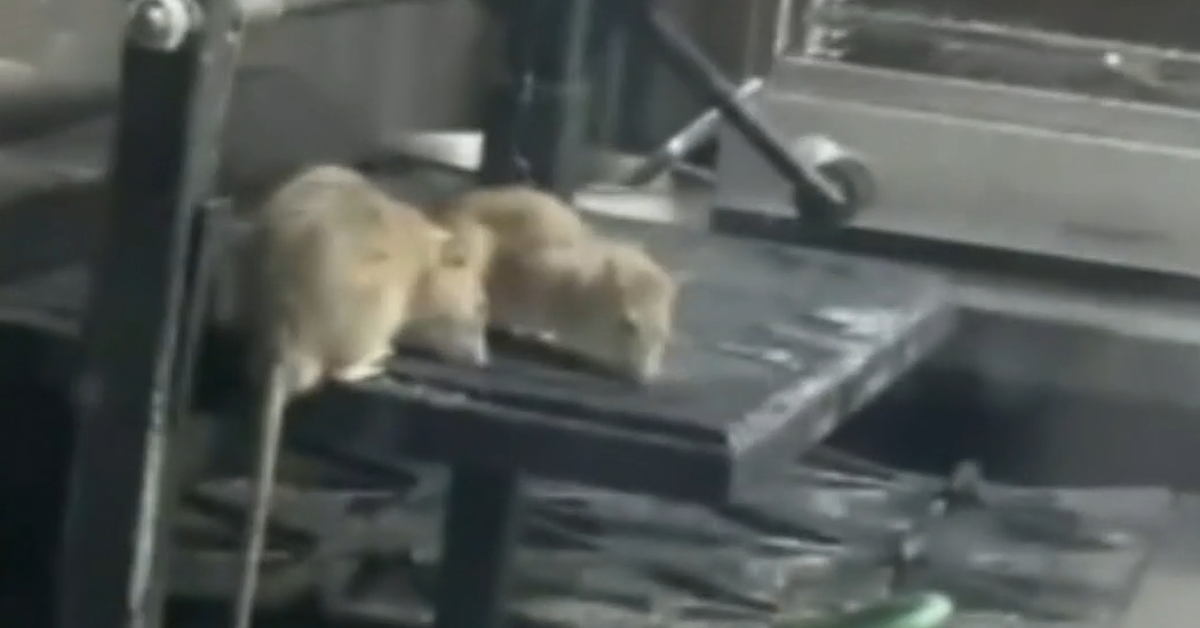 Rats caught crawling over Adelaide inner-city pub grill in disturbing video