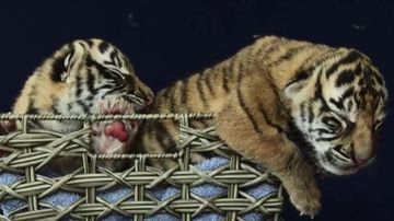 Animals - 9News - Latest news and headlines from Australia and the world