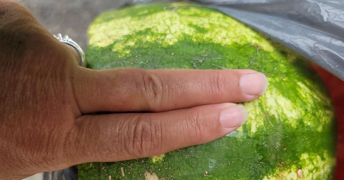 Farmer shares secret to choosing a good watermelon using fingers ...