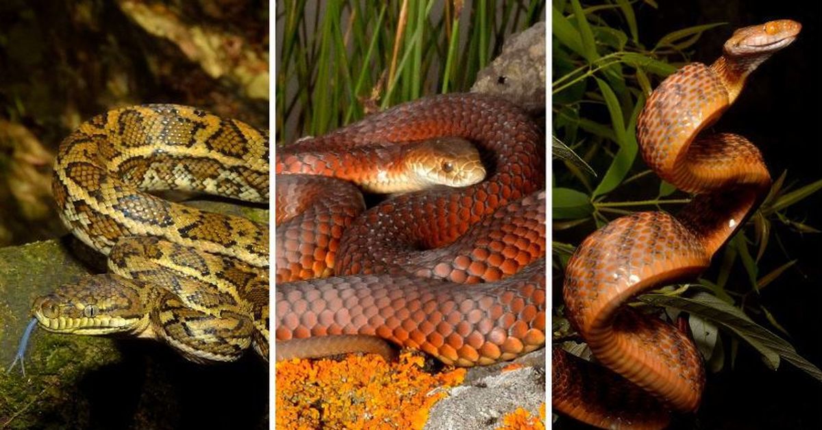 Most common snakes in Australia: Common snakes found on the eastern and ...