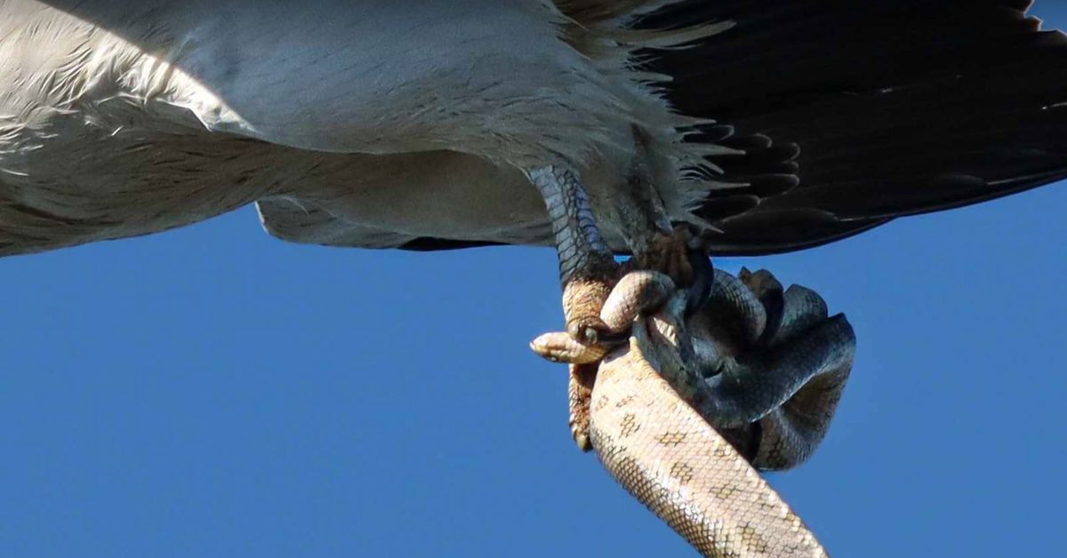 Snake bites eagle after it's snatched off Queensland beach