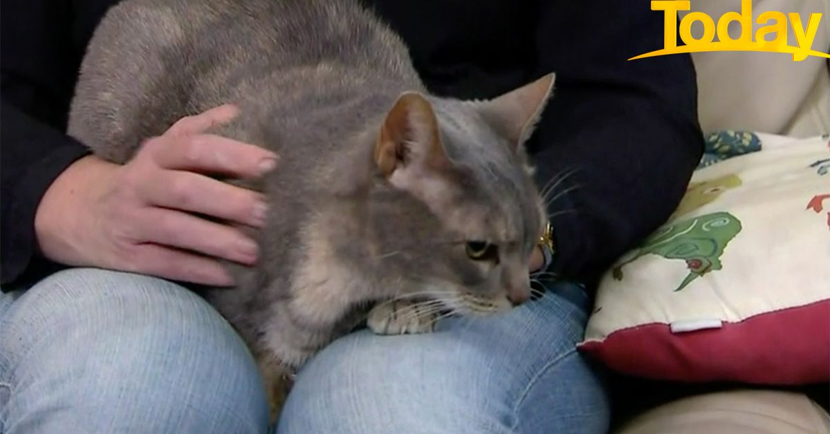 Coronavirus: Australian cat 'annoyed' at owners for long journey back ...