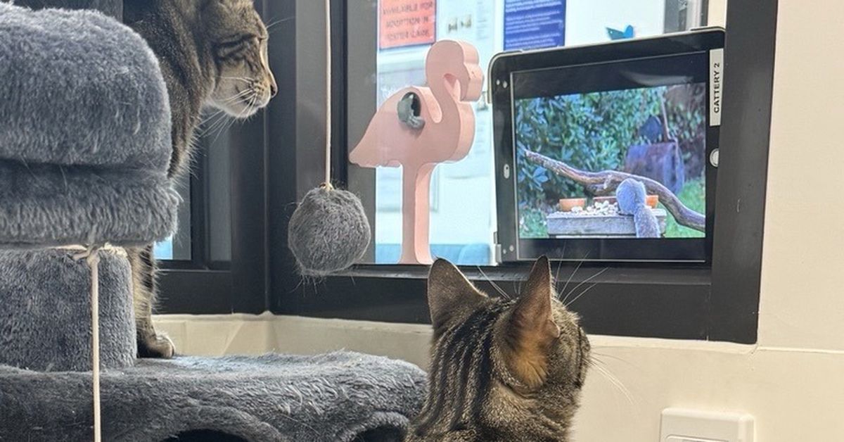 The surprising gadget an animal shelter is using to make cats more ...