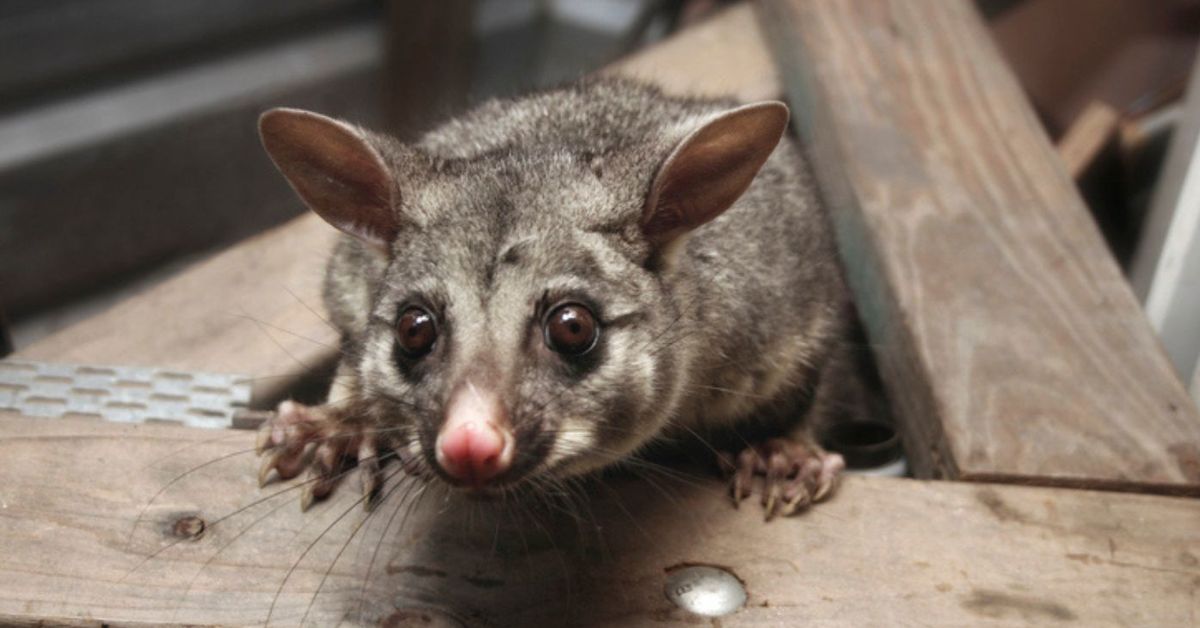 Possums suffering 'housing crisis' reach 'infestation' numbers