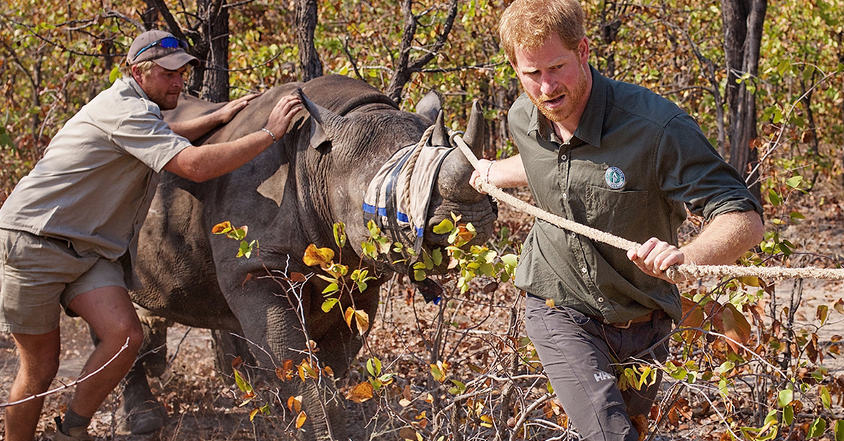 Chad cuts ties with Prince Harry's African Parks charity over ...