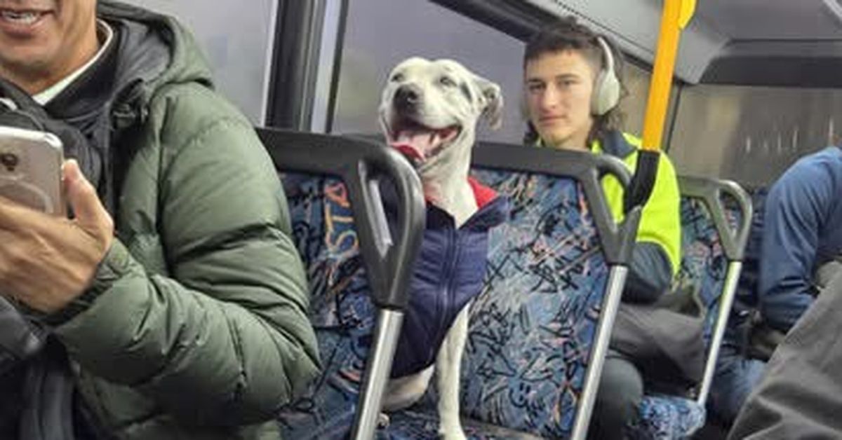 Missing dog: Hunt underway for dog Athena's owner after it hopped onto ...