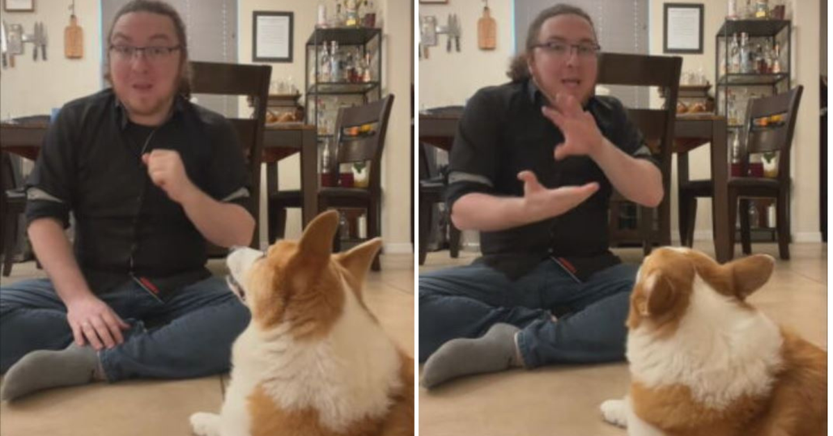 Florida corgi goes viral online after learning sign language