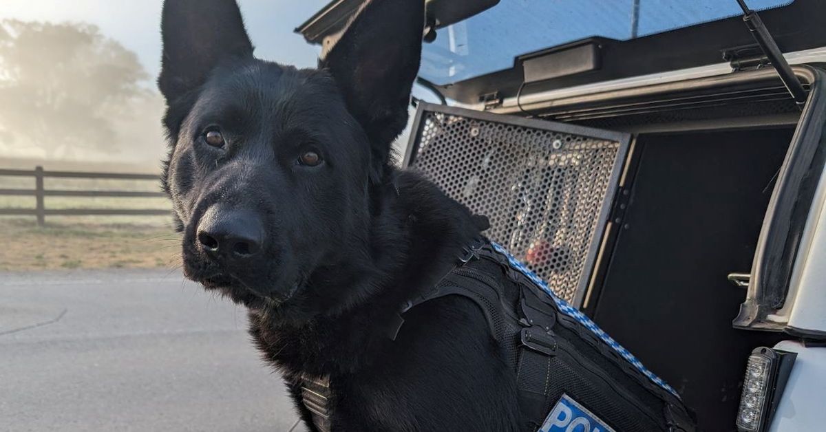 Police dog bails up alleged CCTV camera thief after chase