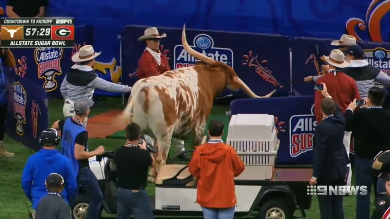 College football mascot Uga the bulldog charged by Texas Longhorns ...