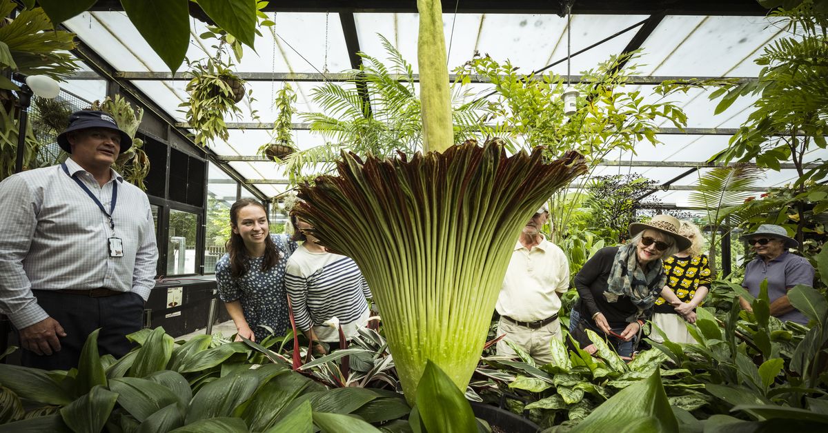 Corpse flower: The surprising smell combination behind the corpse ...