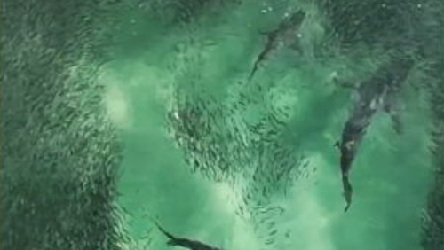 Byron Bay news: Stunning images show shark feeding frenzy off NSW ...