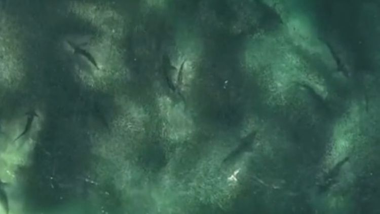 Byron Bay news: Stunning images show shark feeding frenzy off NSW ...