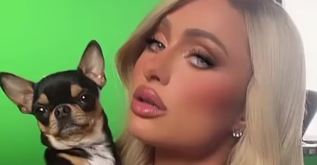 Paris Hilton promises 'big reward' for safe return of her beloved pup ...