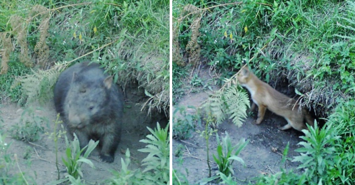 Wombat spotted sharing burrow with fox in Hunter Valley NSW