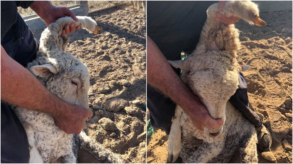 Sheep born with extra leg New South Wales animals