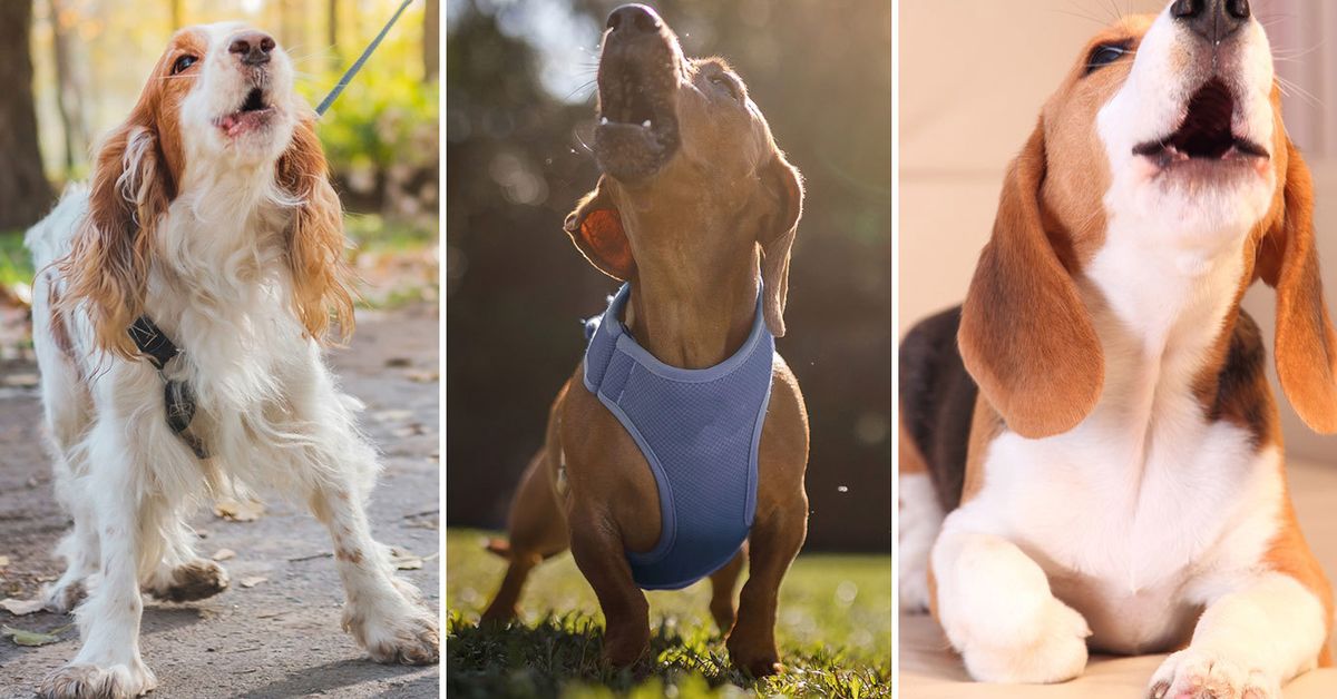 10 dog breeds known for barking the most - 9Honey