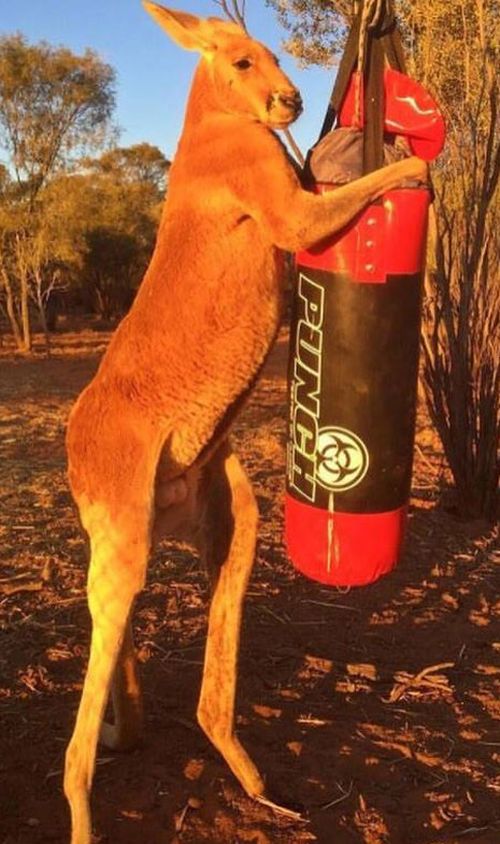 Roger, the ripped kickboxing kangaroo, dies