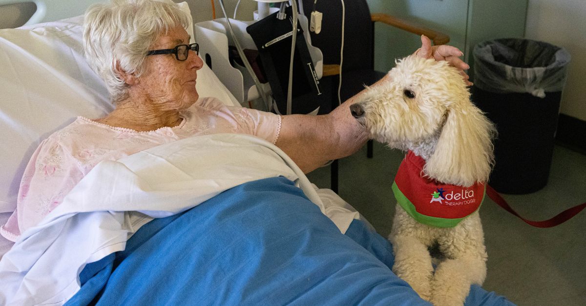 Dog Therapy: Meet the four-legged friend cheering up chemo patients ...