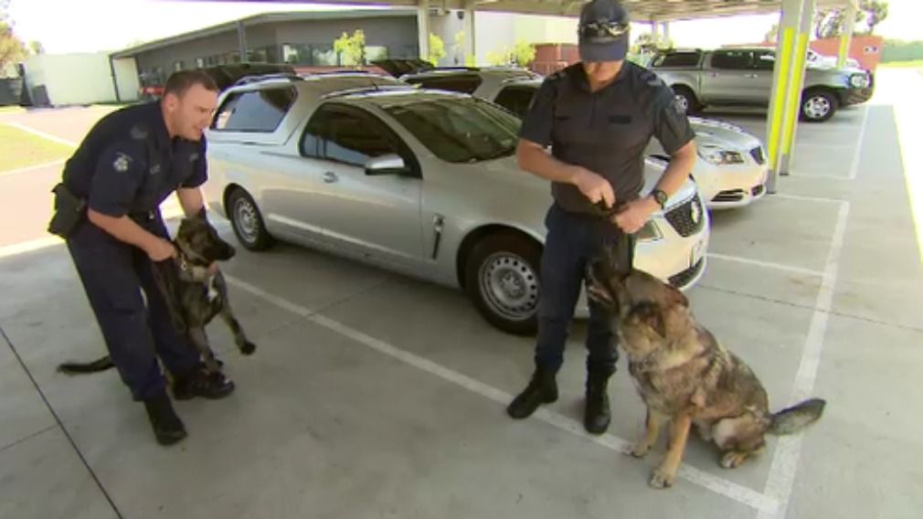 Dog squad deaths leave Victoria Police heartbroken