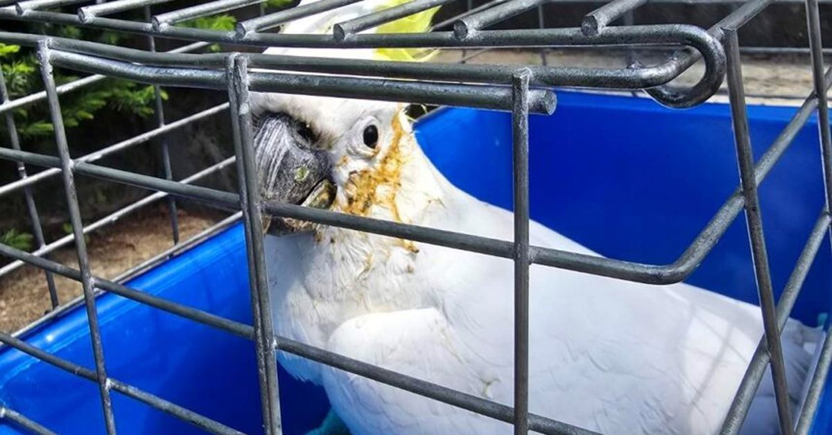At least 22 cockatoos found dead or injured, EPA investigates