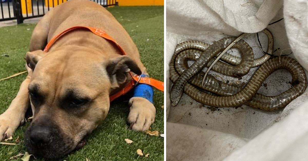 Dog had stopped breathing by the time pet made it to the emergency ...