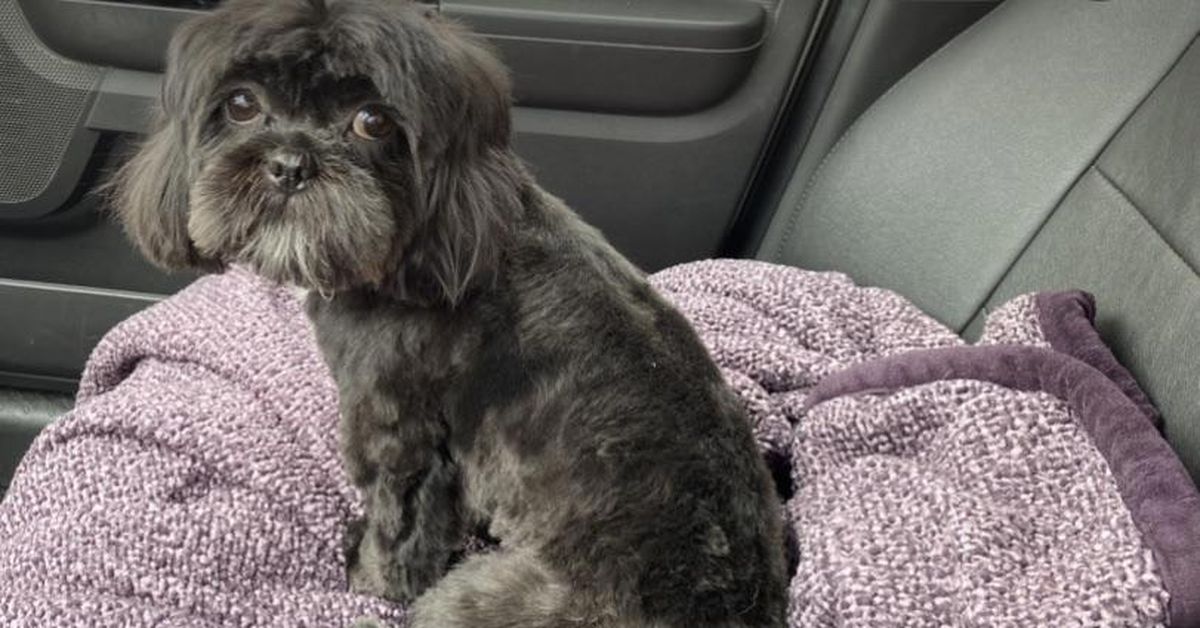 'Dog groomers gave me the wrong dog' - 9Honey