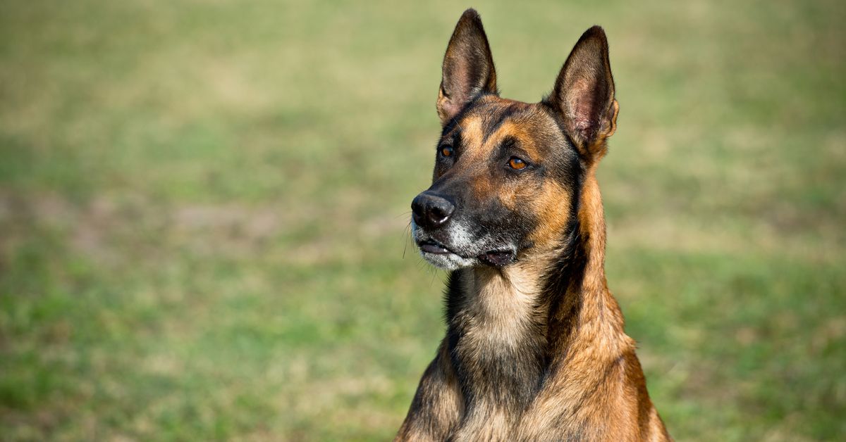 World's smartest dog has been revealed and the breed might surprise you ...
