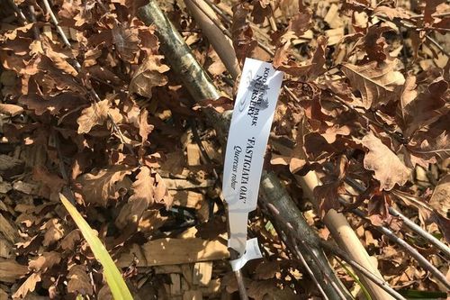 Tony Abbott: Tree planted by Tony Abbott vandalised for a second time