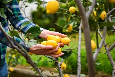 Lemon tree care guide Australia: Gardener's tips on when to plant ...
