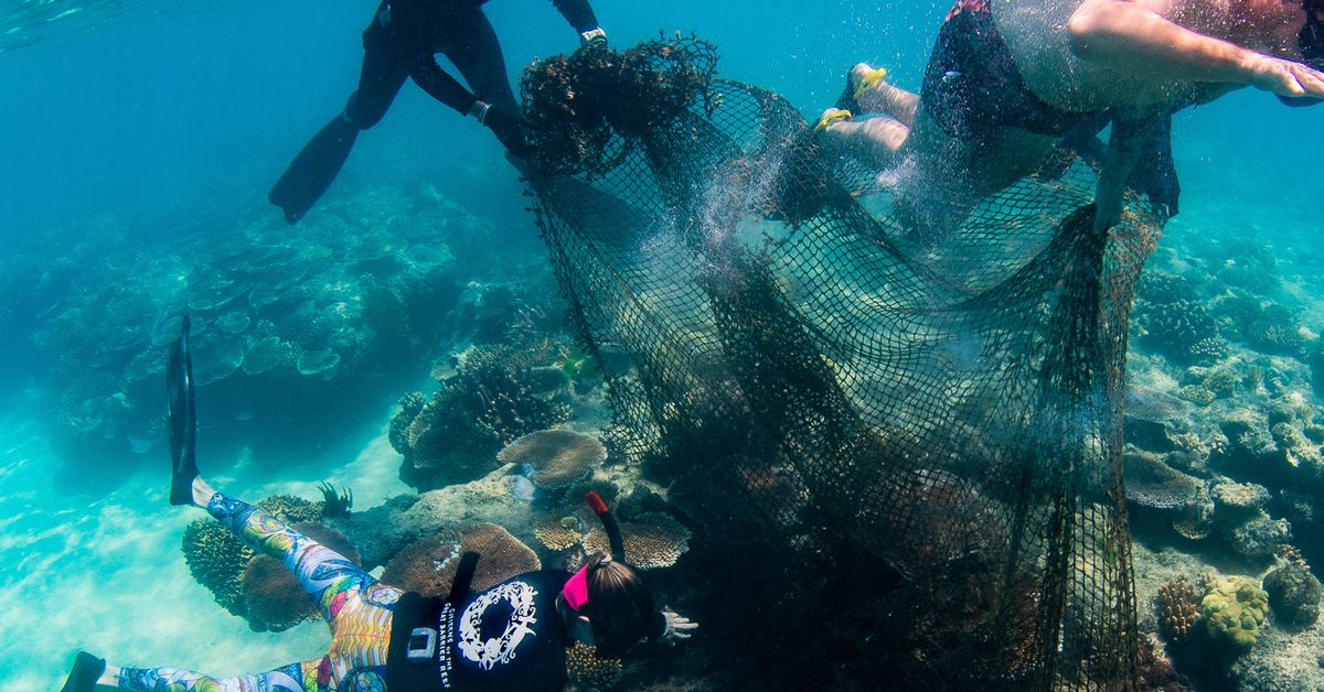 Revealed: Reefshot Exclusive: Andy Ridley on how everyday Aussies are ...