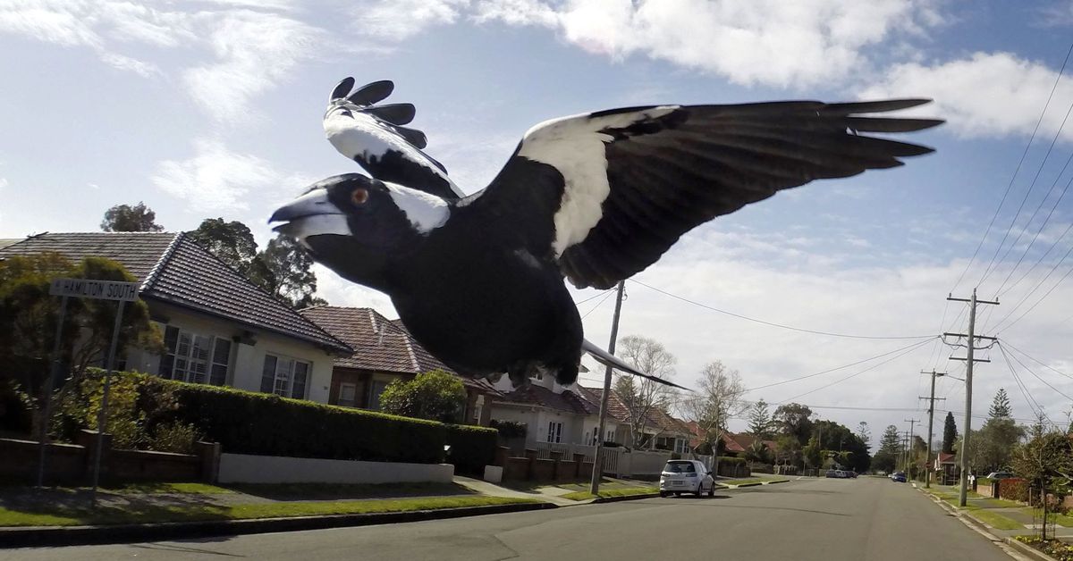 Magpie swooping season Australia: Why do magpies swoop, how to avoid ...