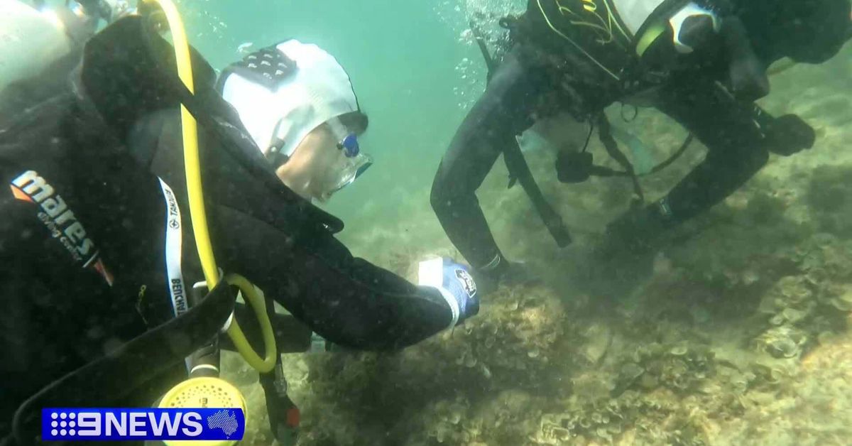 Ocean clean-up removes 250kg of waste from Gold Coast waters