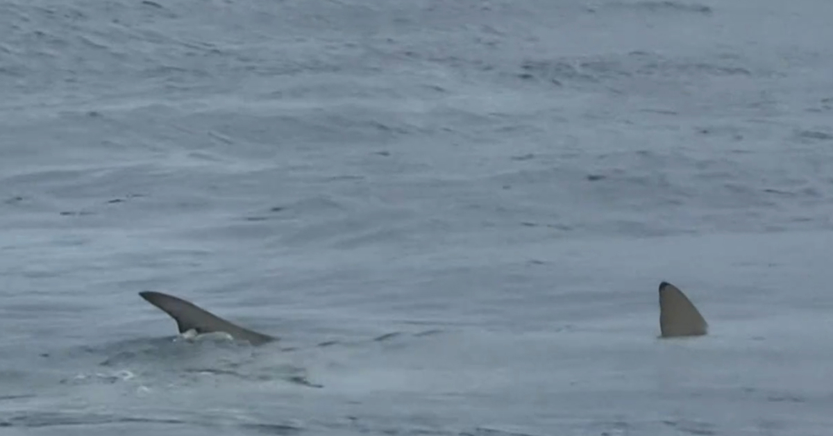 Snapper Rocks sharks: Shark feeding frenzy off popular Gold Coast ...
