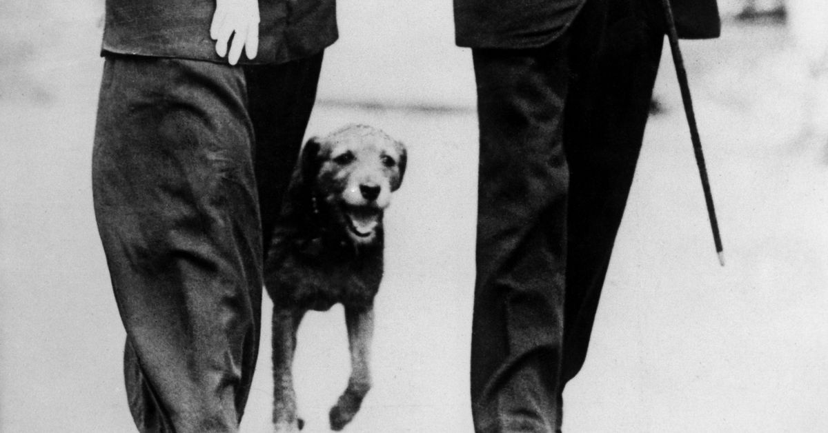 Titanic dogs: 12 dogs were on board ill-fated ship Titanic when it sank ...