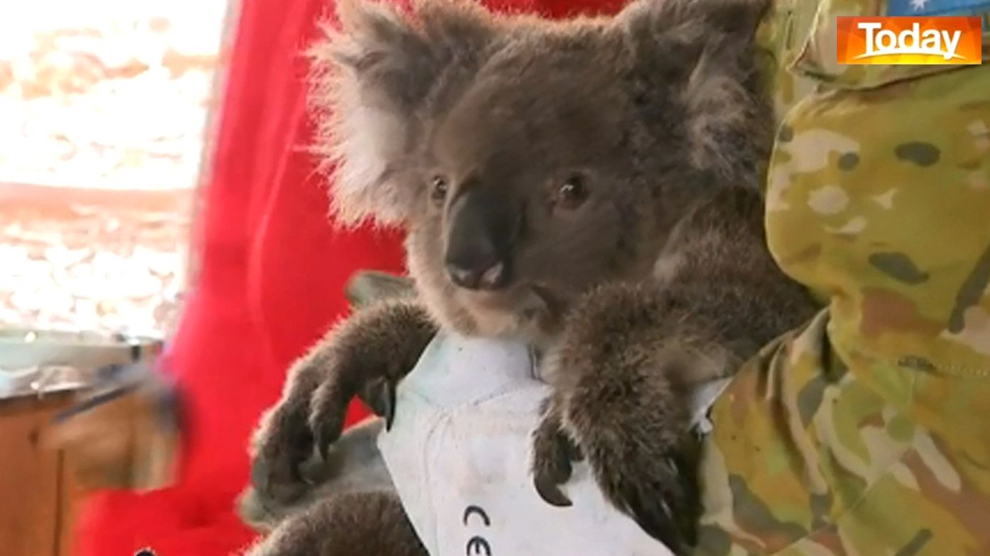 Kangaroo Island bushfires: Dr Scott Miller has grave concerns for koala ...