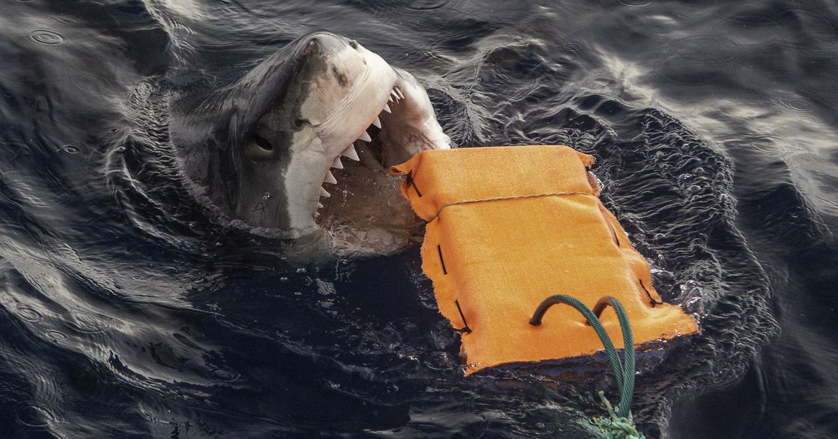 Aussie experts reveal 'bite proof' wetsuits to protect from sharks