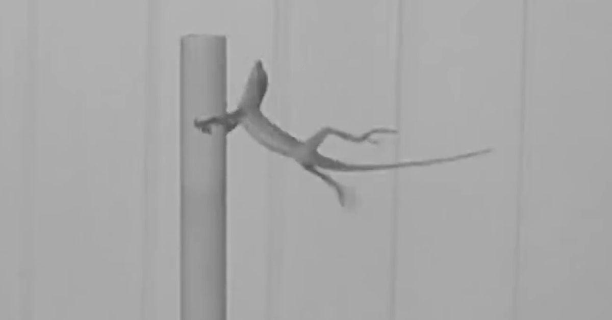 Scientists blast lizards with leaf blowers in perfectly legit ...