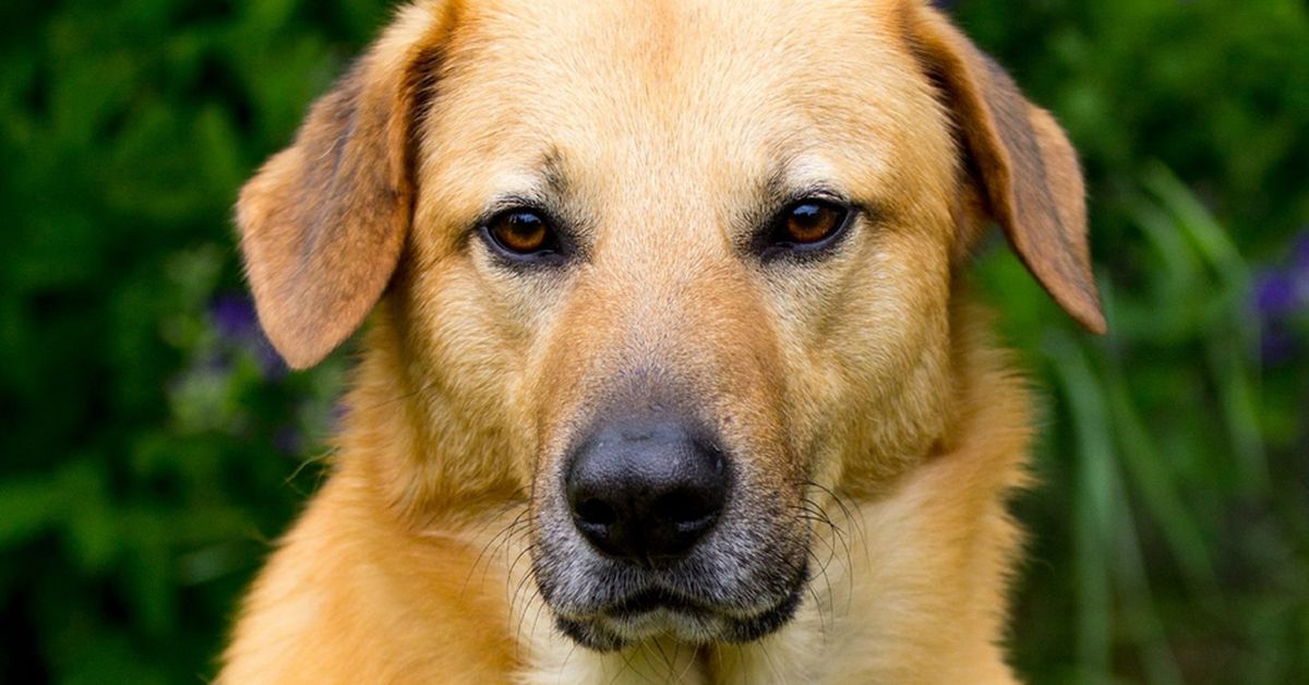 Top 10 dog names in Australia for 2024 revealed by Great Australian Dog ...