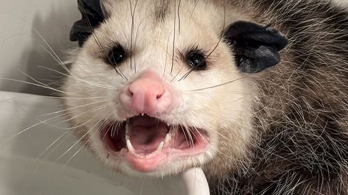 'Cake bandit' opossum goes viral after wild culinary feat
