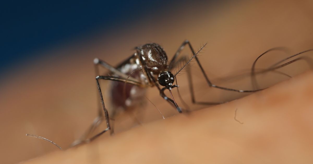 Genetically Modified Mosquitoes: What are they, why are they being used and everything to know ...