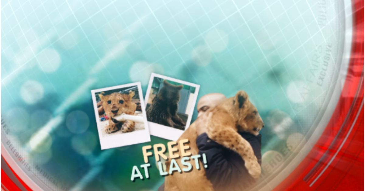 Australia's international zoo rescue