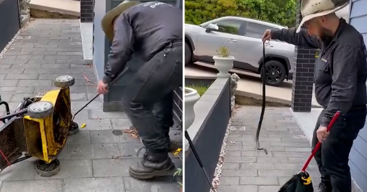 Snakes: Man finds deadly eastern brown snake coiled up inside old lawn ...