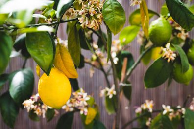 Lemon tree care guide Australia: Gardener's tips on when to plant ...