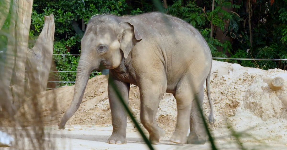 Mega Zoo TV show: Cheeky elephant Bob undergoes risky surgery after ...