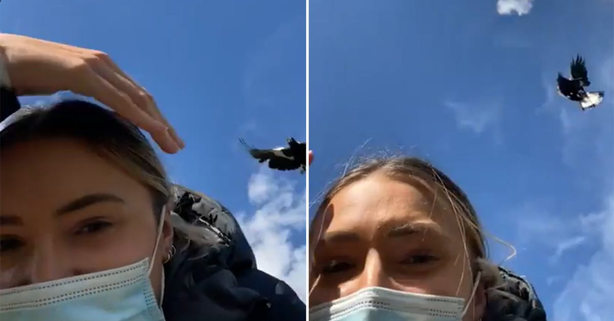 Canberra woman swooped by magpie on morning run shares video on TikTok ...